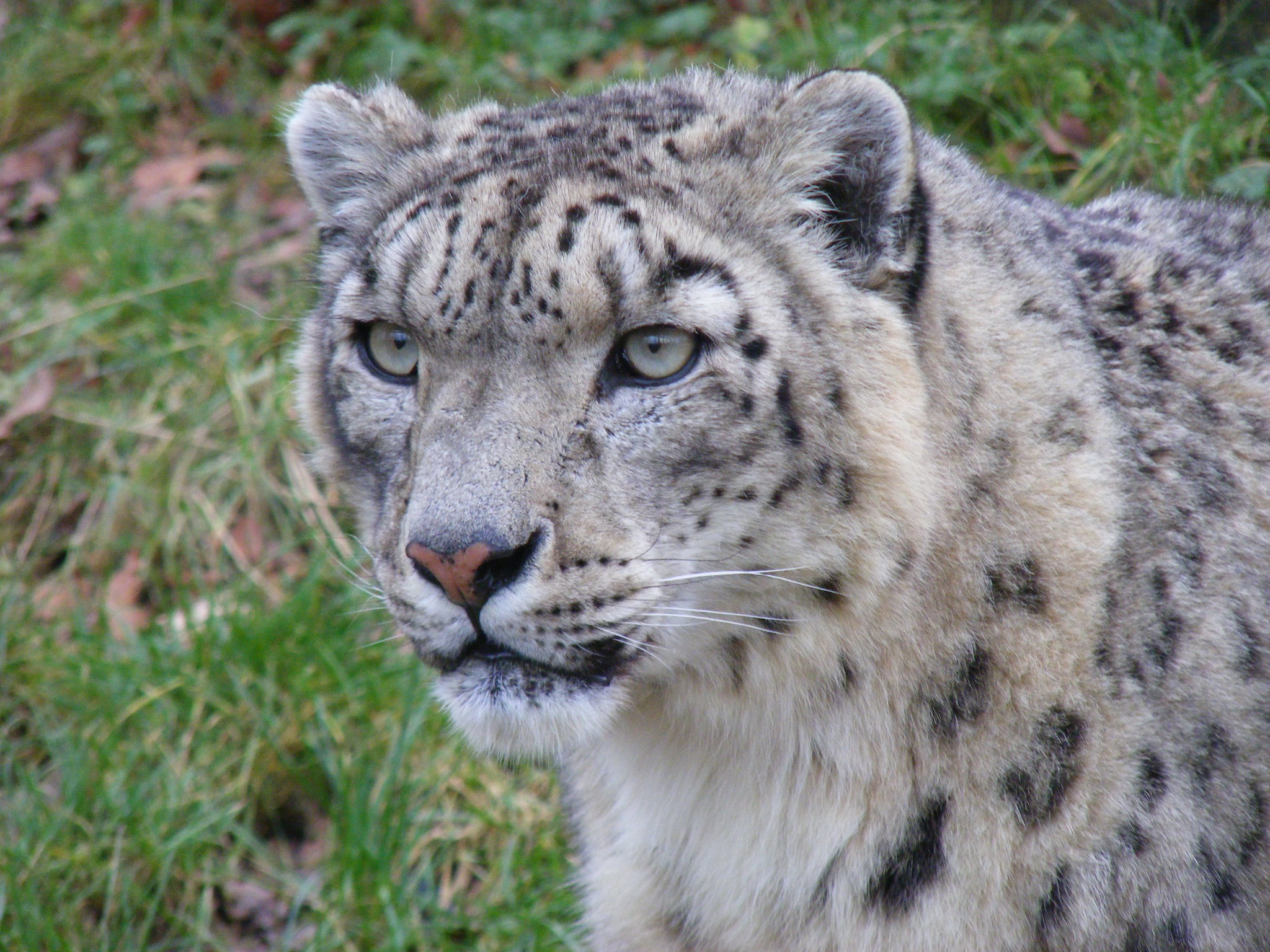 Endangered snow leopard poaching, conservation efforts continue - Heart ...